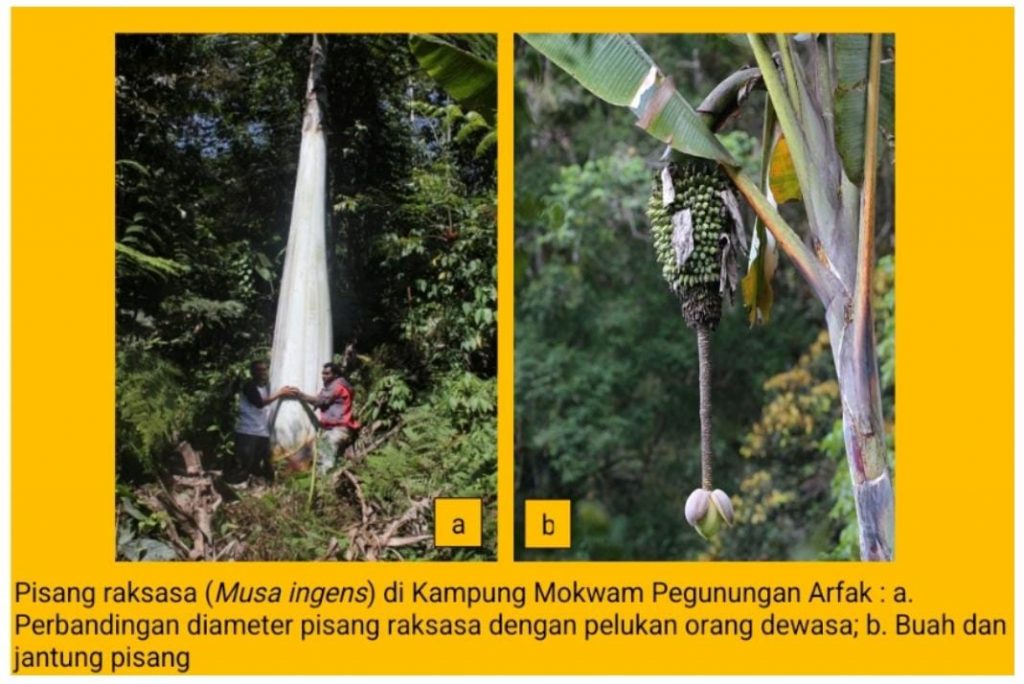 Pisang Raksasa Endemik Papua di Pegunungan Arfak Provinsi Papua Barat ...